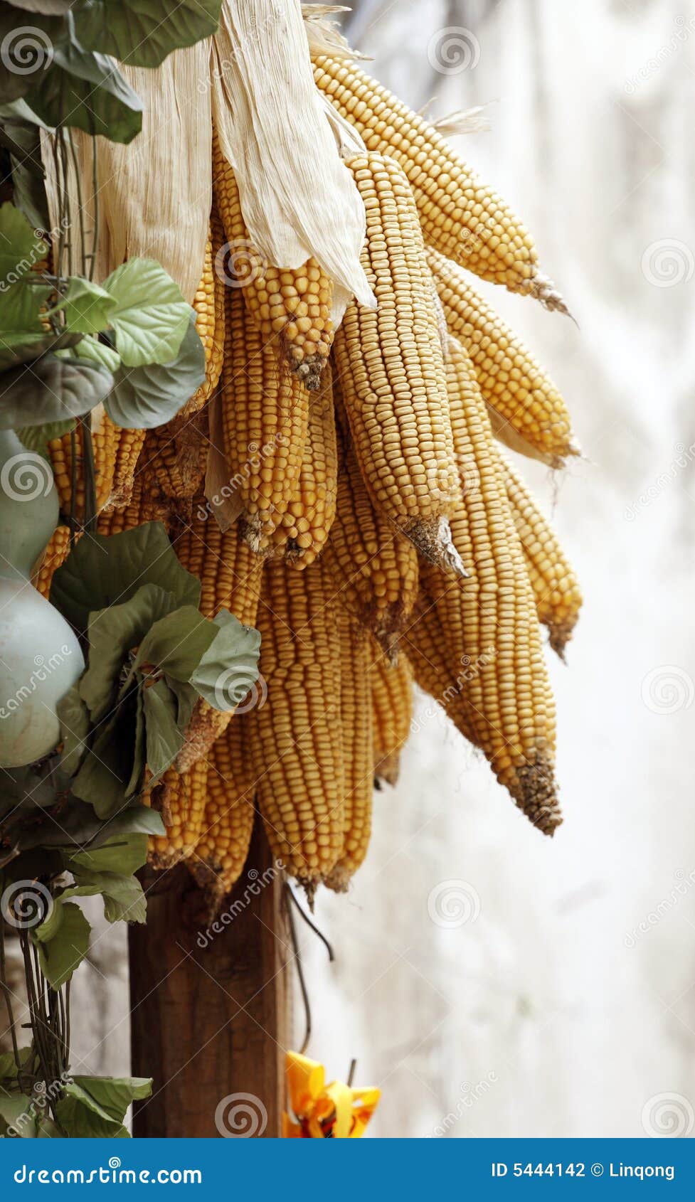 Corn hung on the pole. stock photo. Image of asia, corn - 5444142