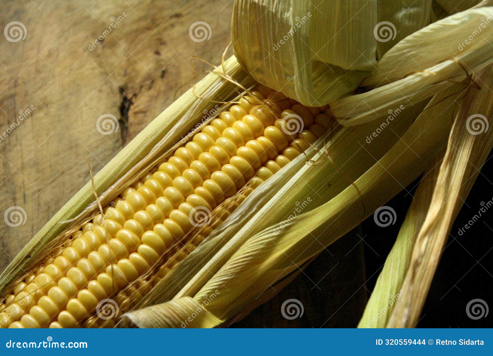 Corn with husk stock photo. Image of kernels, yellow - 320559444