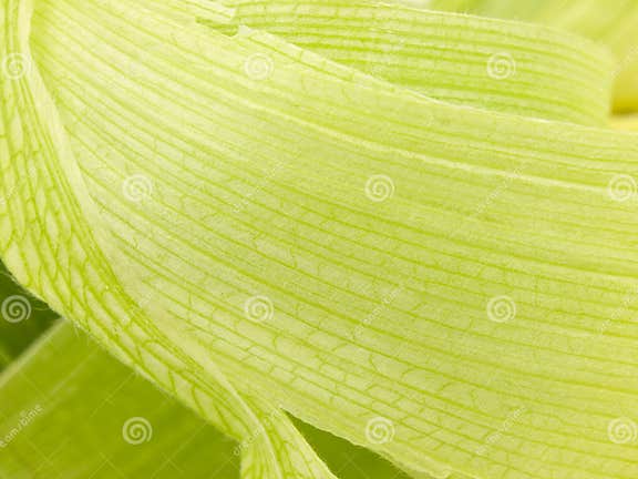 Corn Husk Background stock photo. Image of agriculture - 11043856