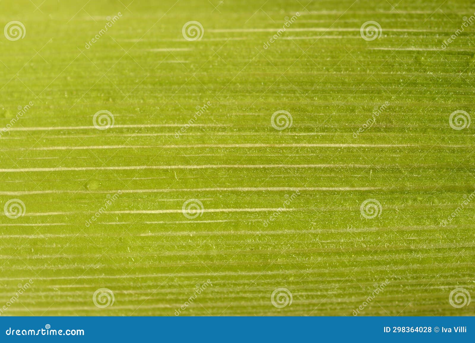 Corn husk stock photo. Image of husk, background, green - 298364028
