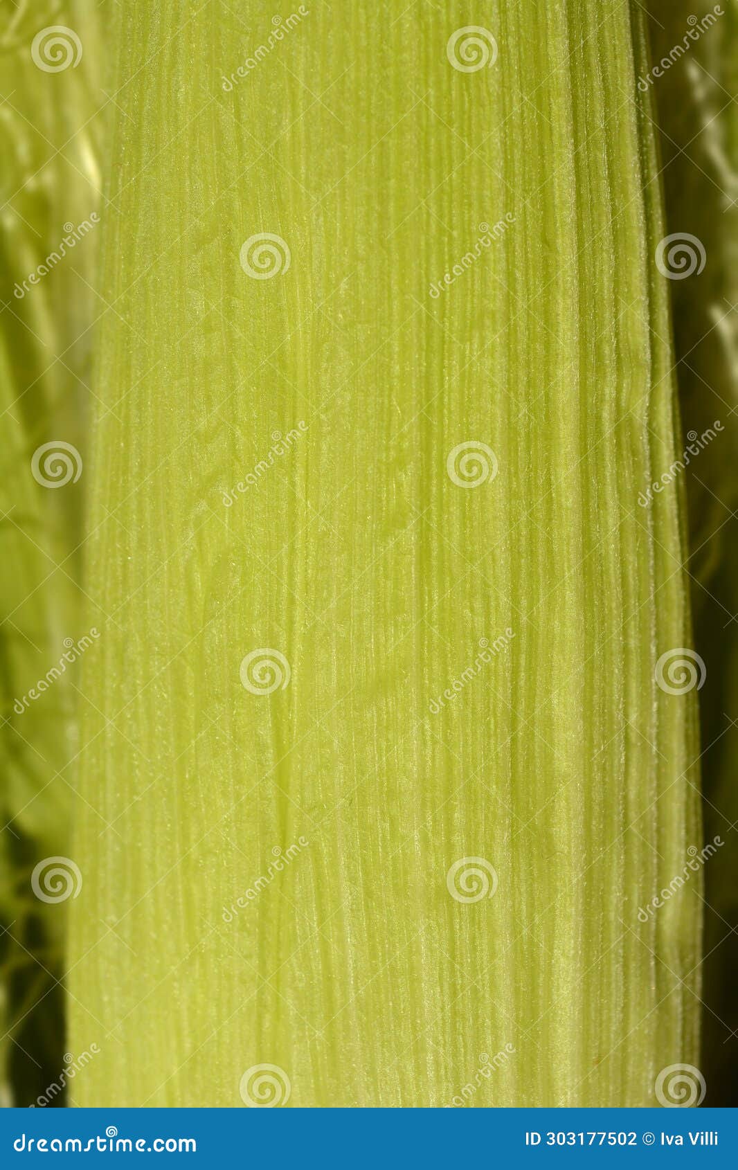 Corn husk stock photo. Image of closeup, natural, residue - 303177502