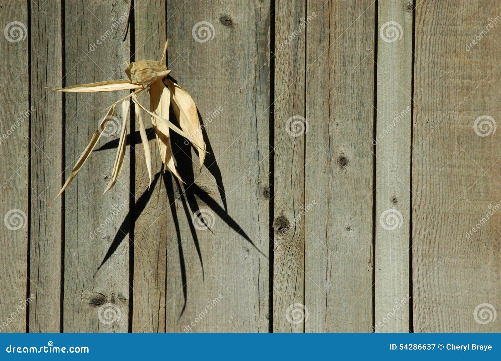 Corn Husk Fence stock image. Image of plants, nature - 54286637