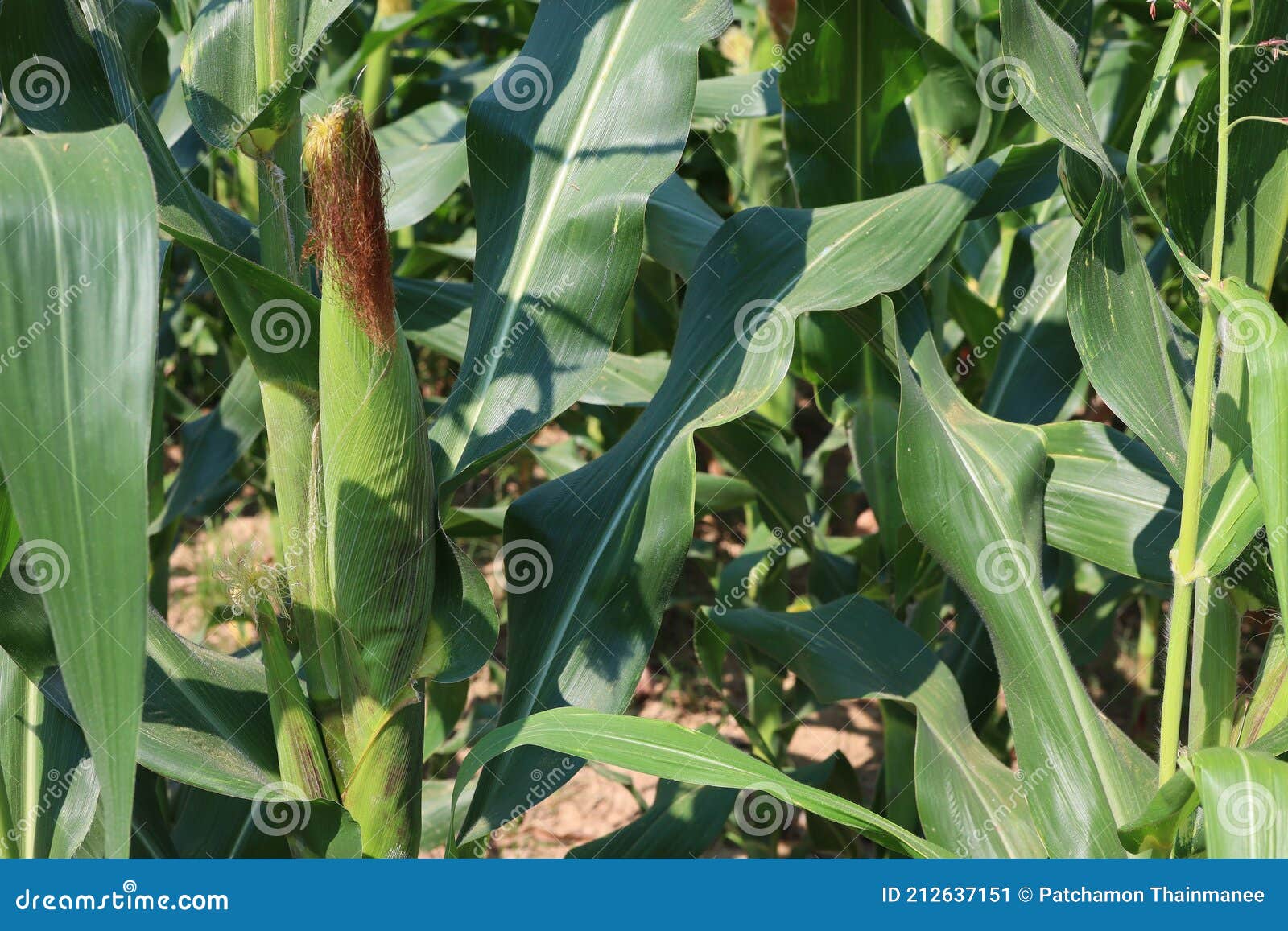 A Corn Husk in an Organic Corn Field in Thailand Stock Image - Image of ...