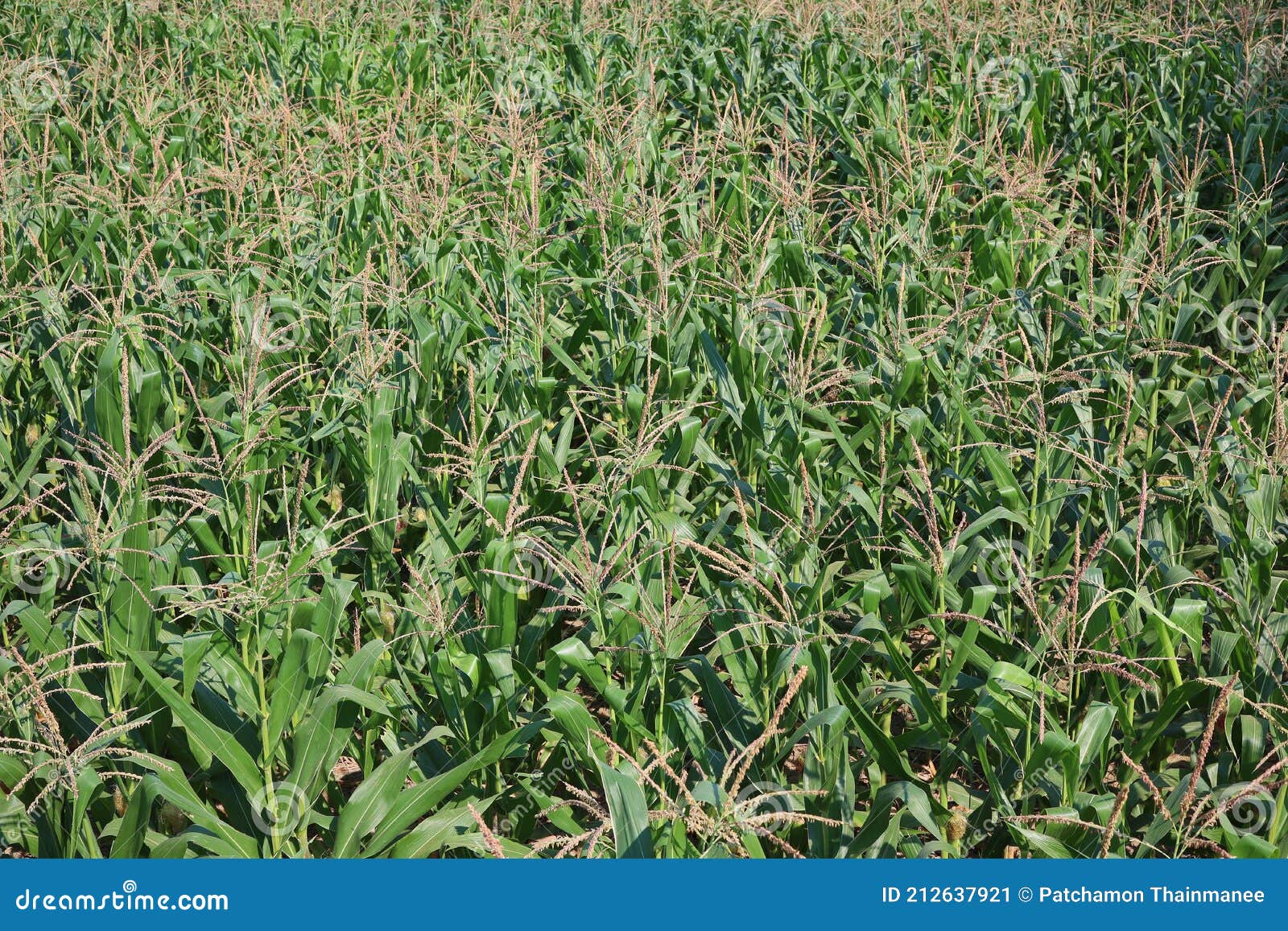 A Corn Husk in an Organic Corn Field in Thailand Stock Image - Image of ...