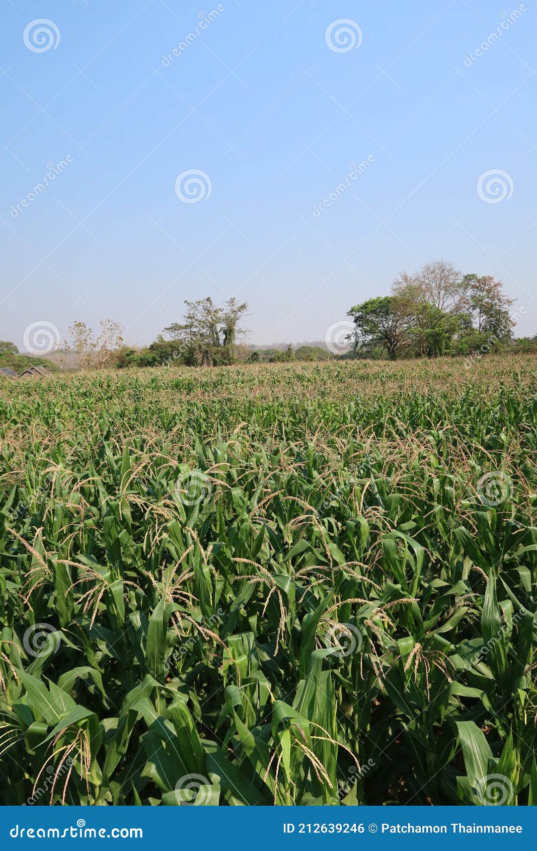 A Corn Husk in an Organic Corn Field in Thailand Stock Photo - Image of ...