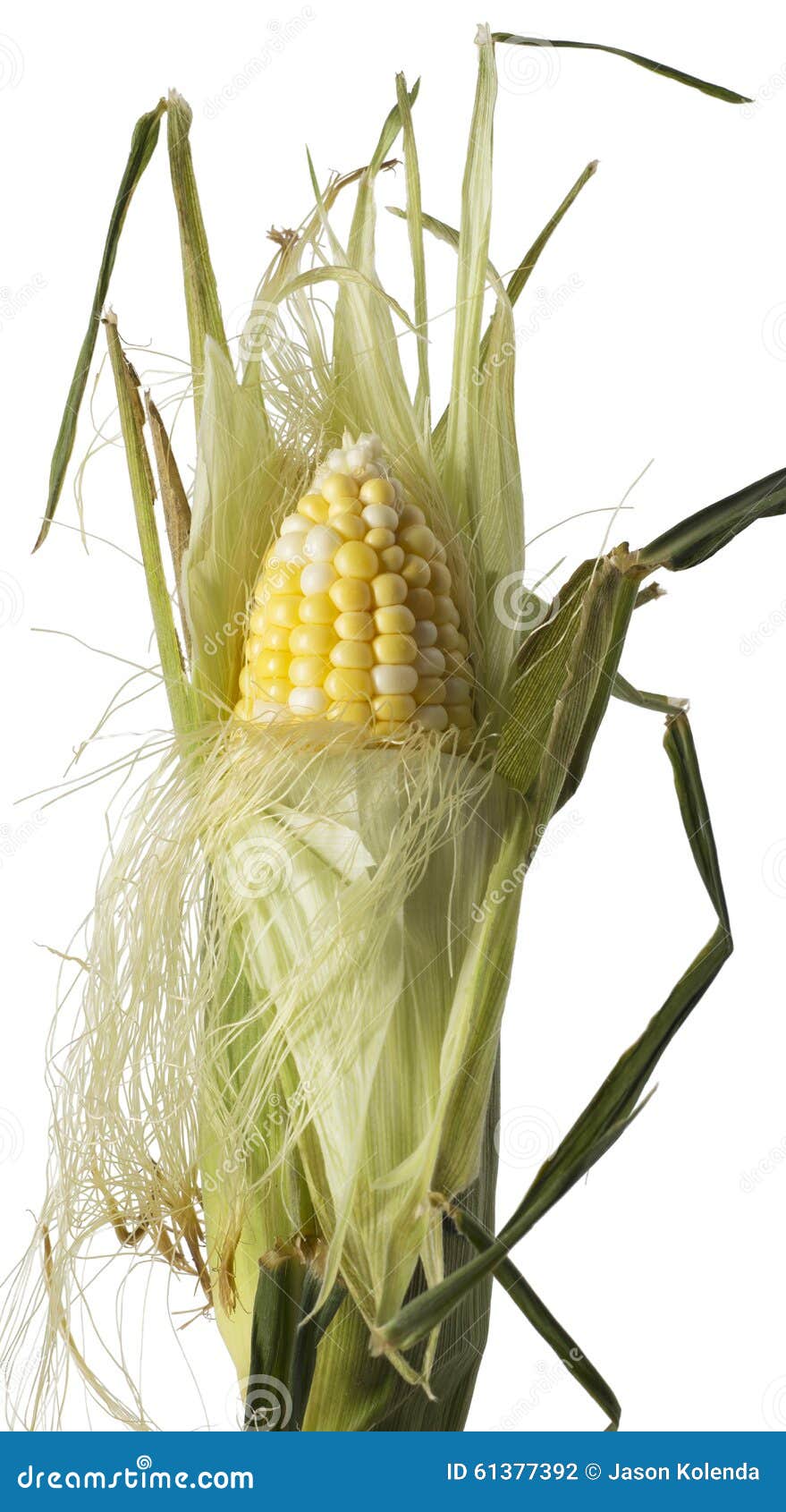 Corn Husk Partially Peeled stock photo. Image of sweet - 61377392