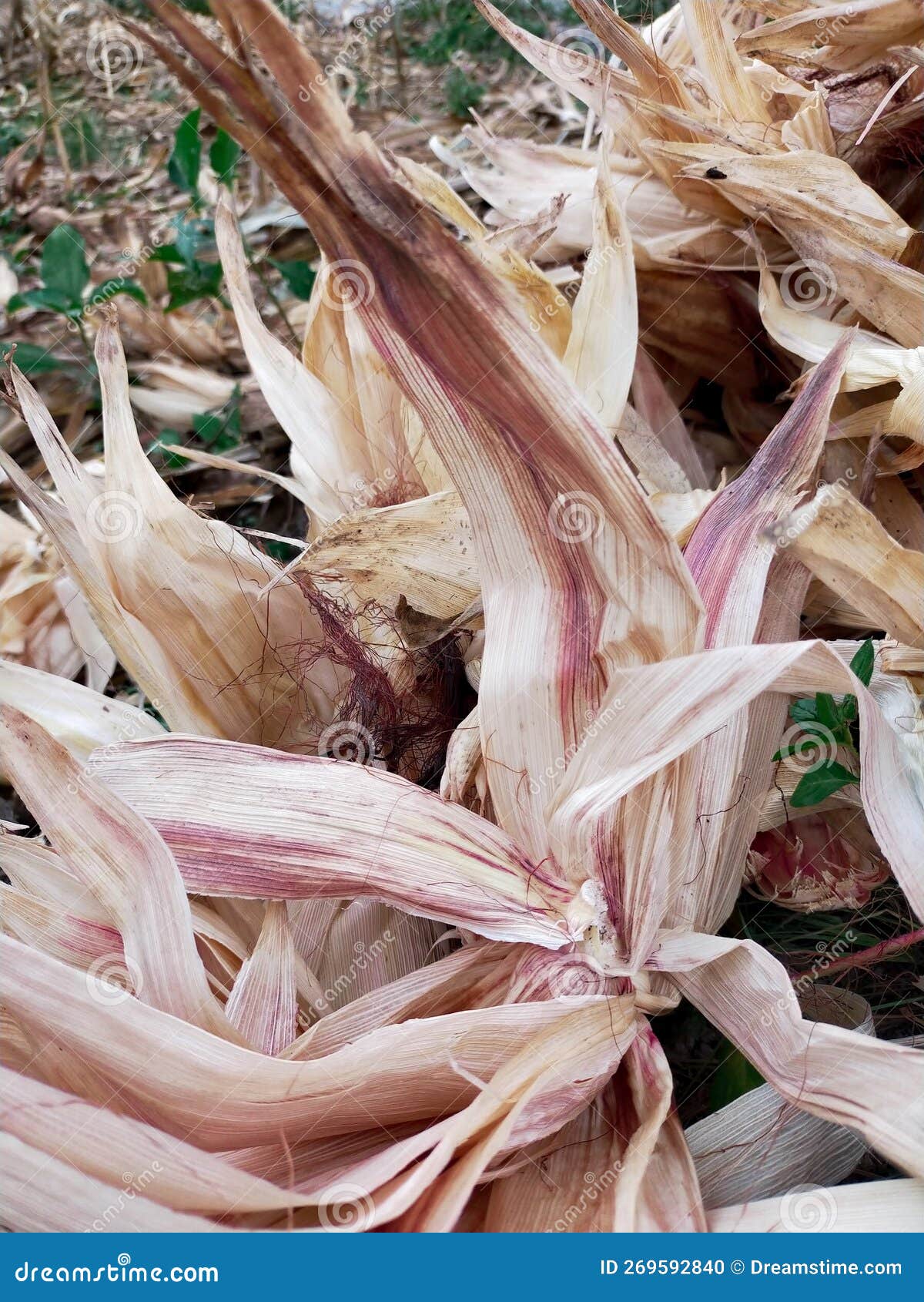 Corn husk stock photo. Image of meadow, corn, husk - 269592840