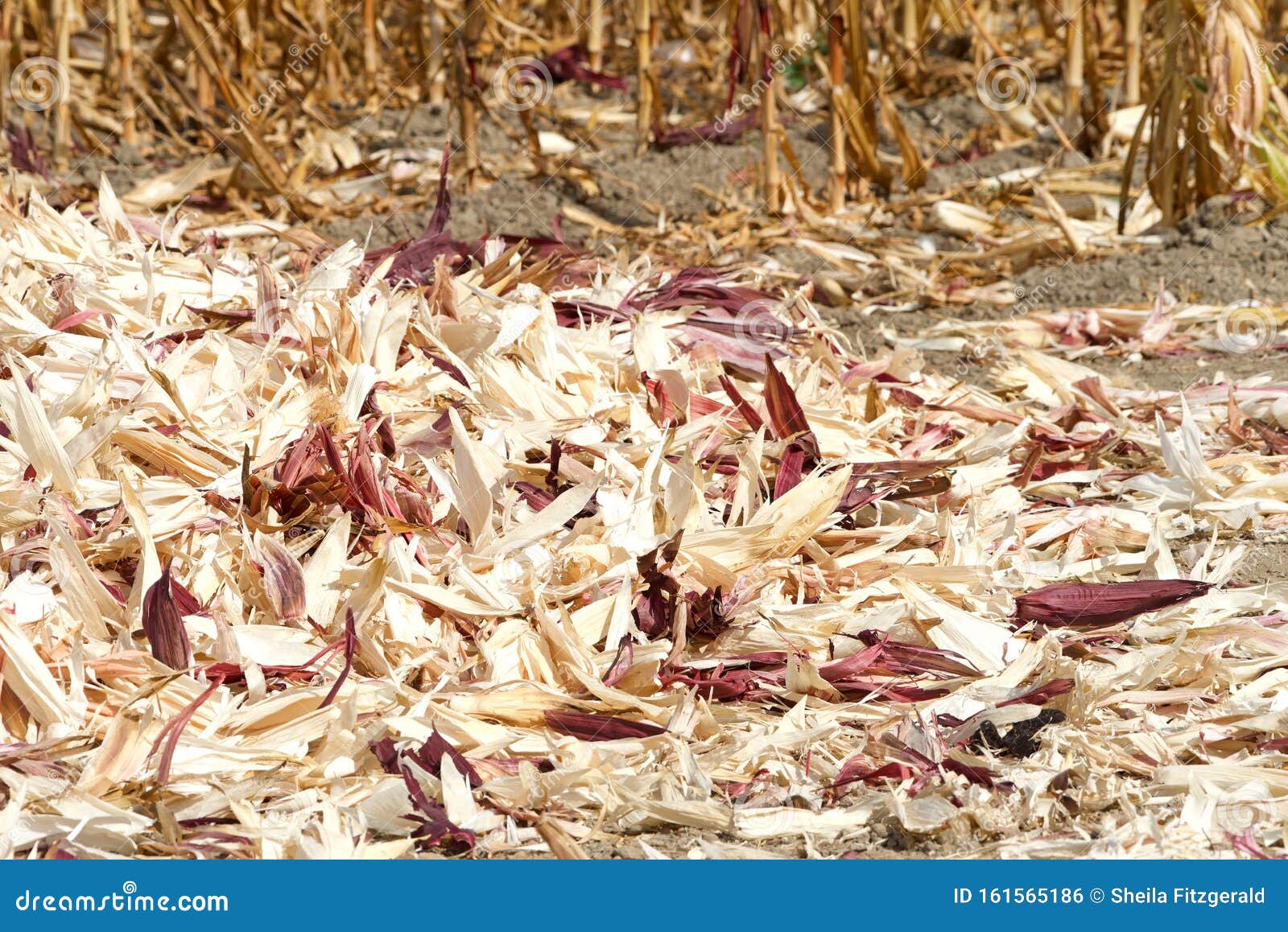 Corn Husks Debris on Ground in Front of Dried Up Corn Stalks after ...