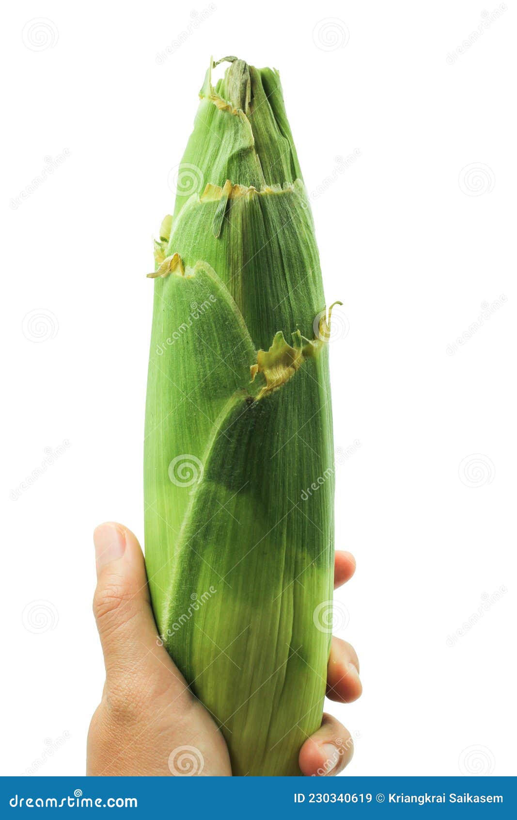 Corn Husks in Hand on White Background Stock Image - Image of corn ...