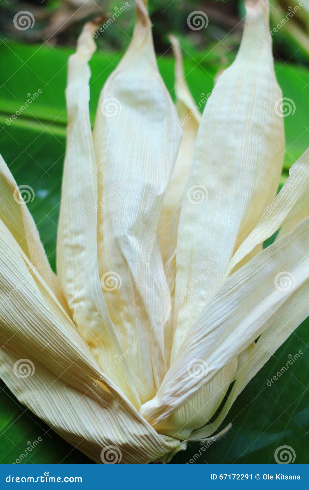 Corn husks stock image. Image of husks, corn, beautiful - 67172291