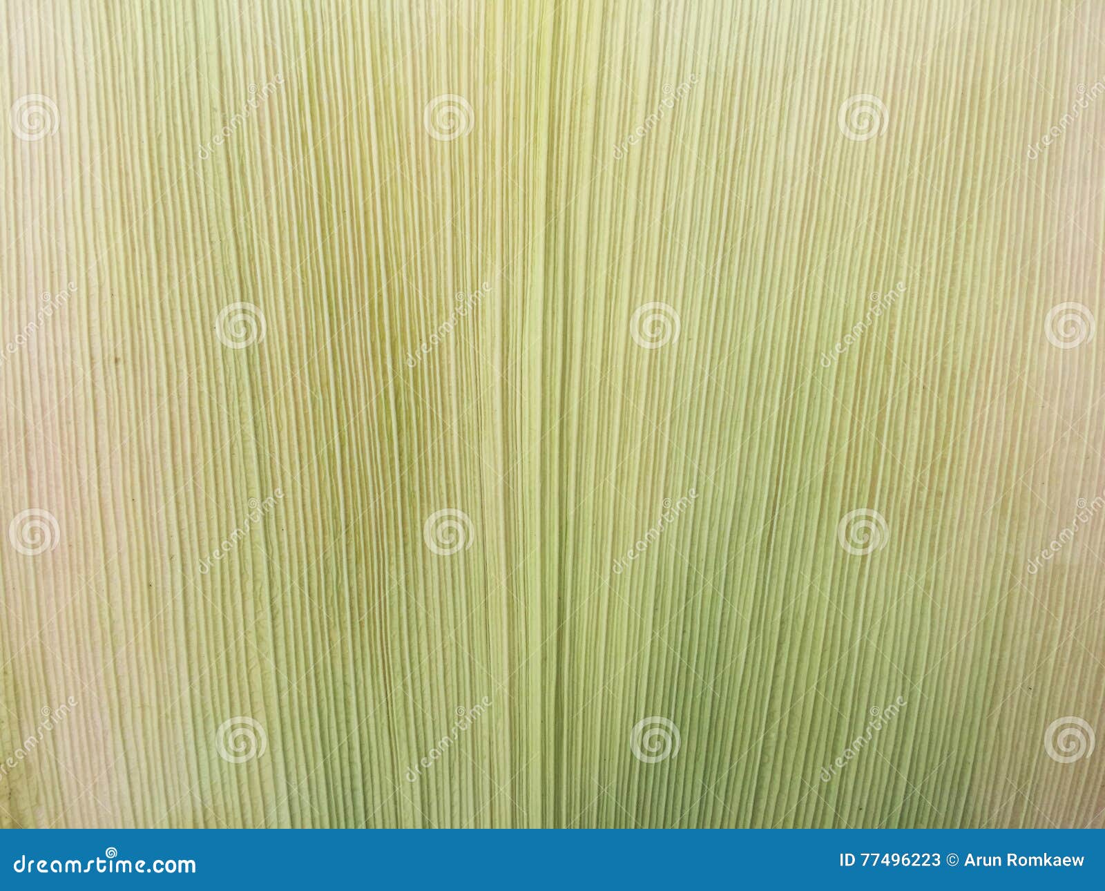 The corn husks isolated. stock image. Image of nice, grain - 77496223