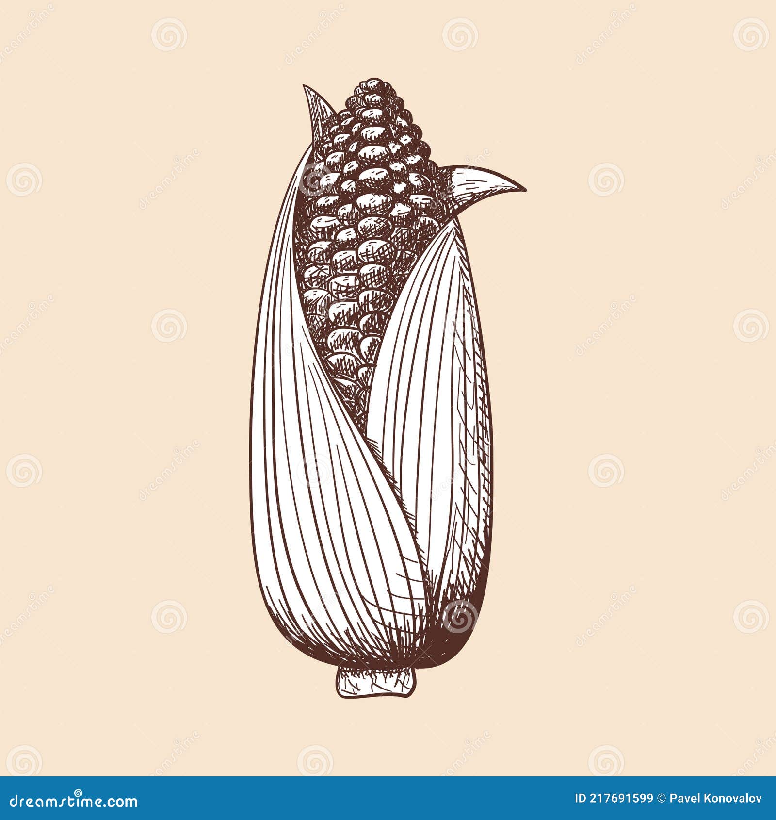 Corn Icon stock vector. Illustration of leaf, plant - 217691599