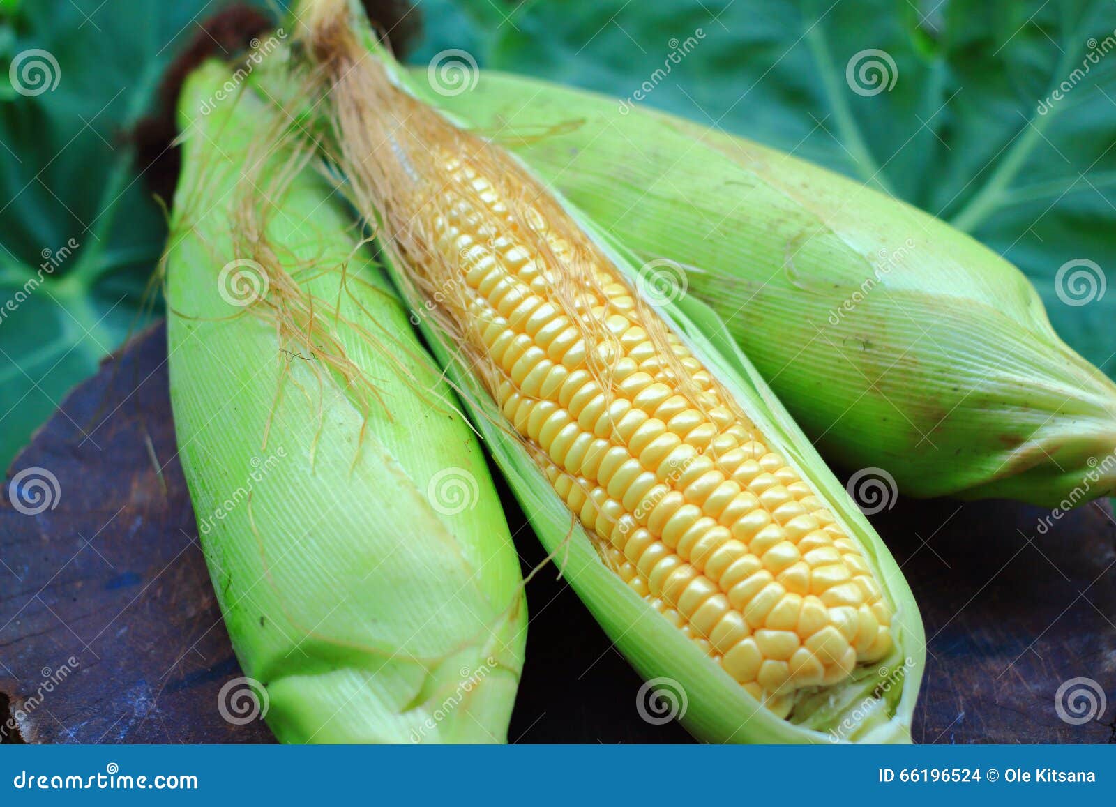Corn stock photo. Image of fresh, corn, cooking, local - 66196524