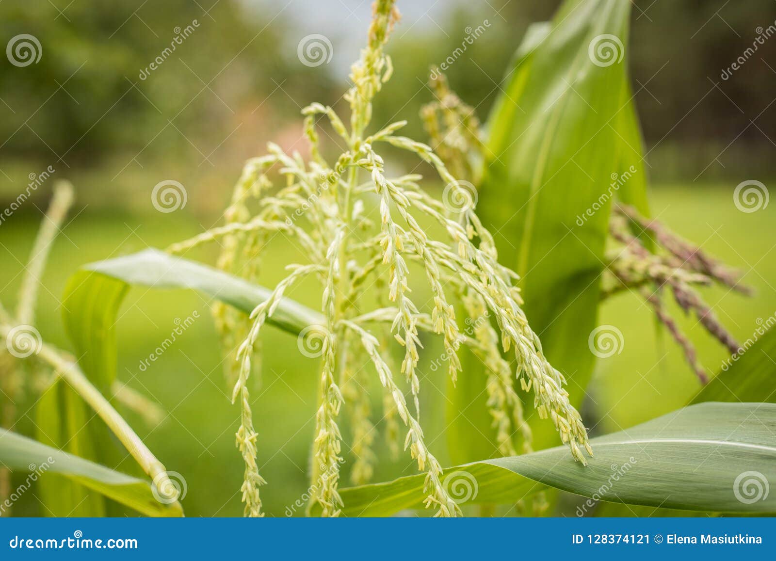 Corn Inflorescence Grow in Vegetable Garden. Stock Image - Image of ...