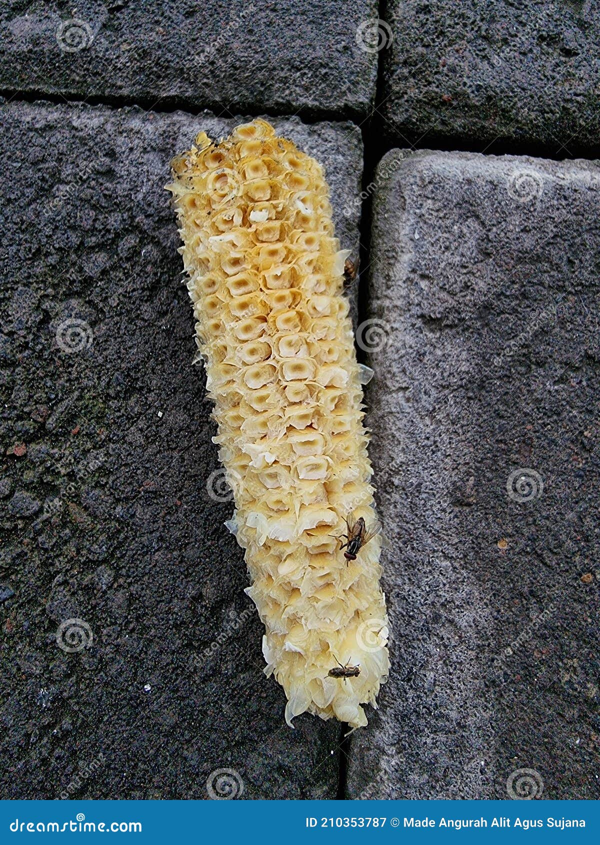 Corn insect fly stock image. Image of food, asphalt - 210353787