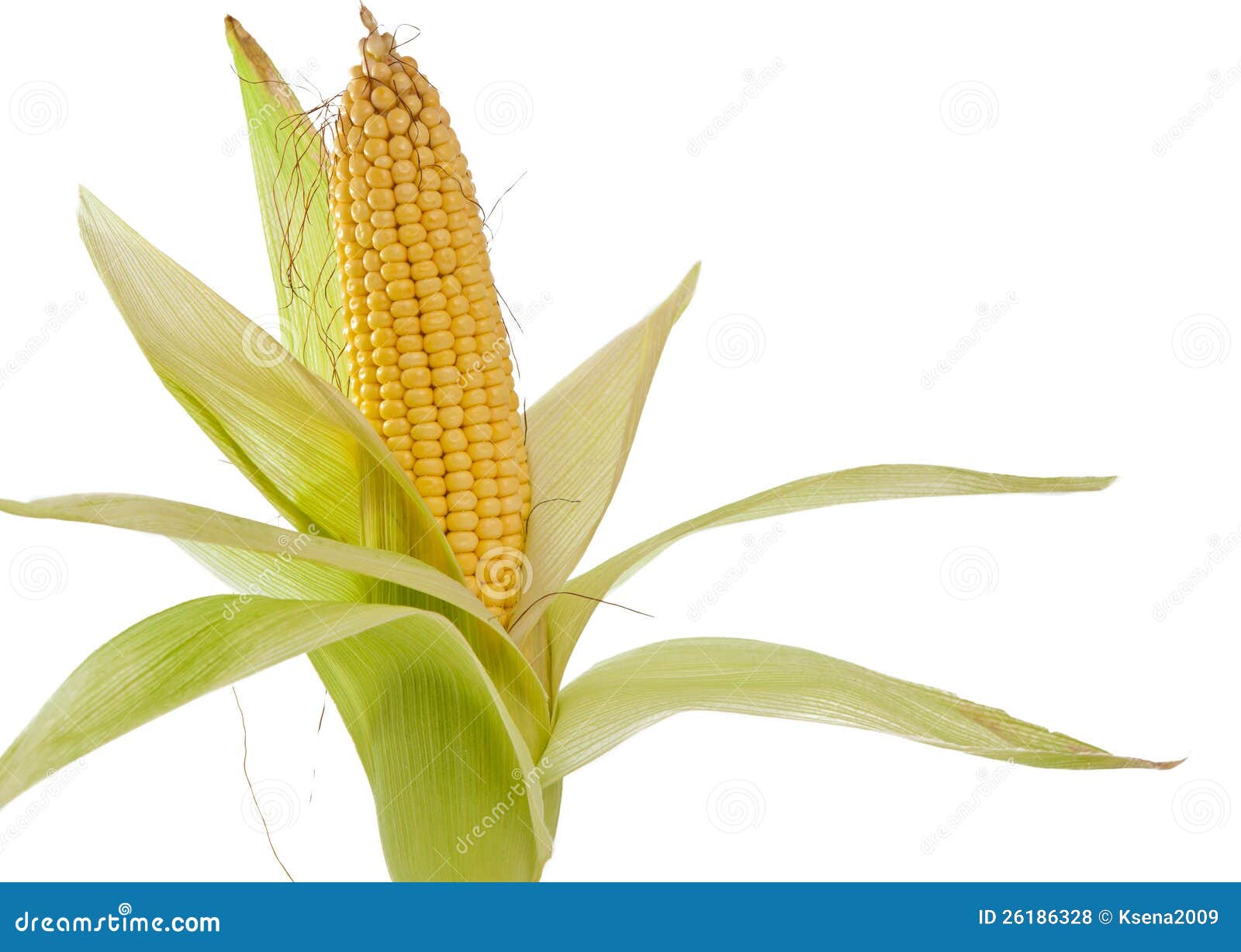 Corn isolated stock photo. Image of grain, food, ingredient - 26186328