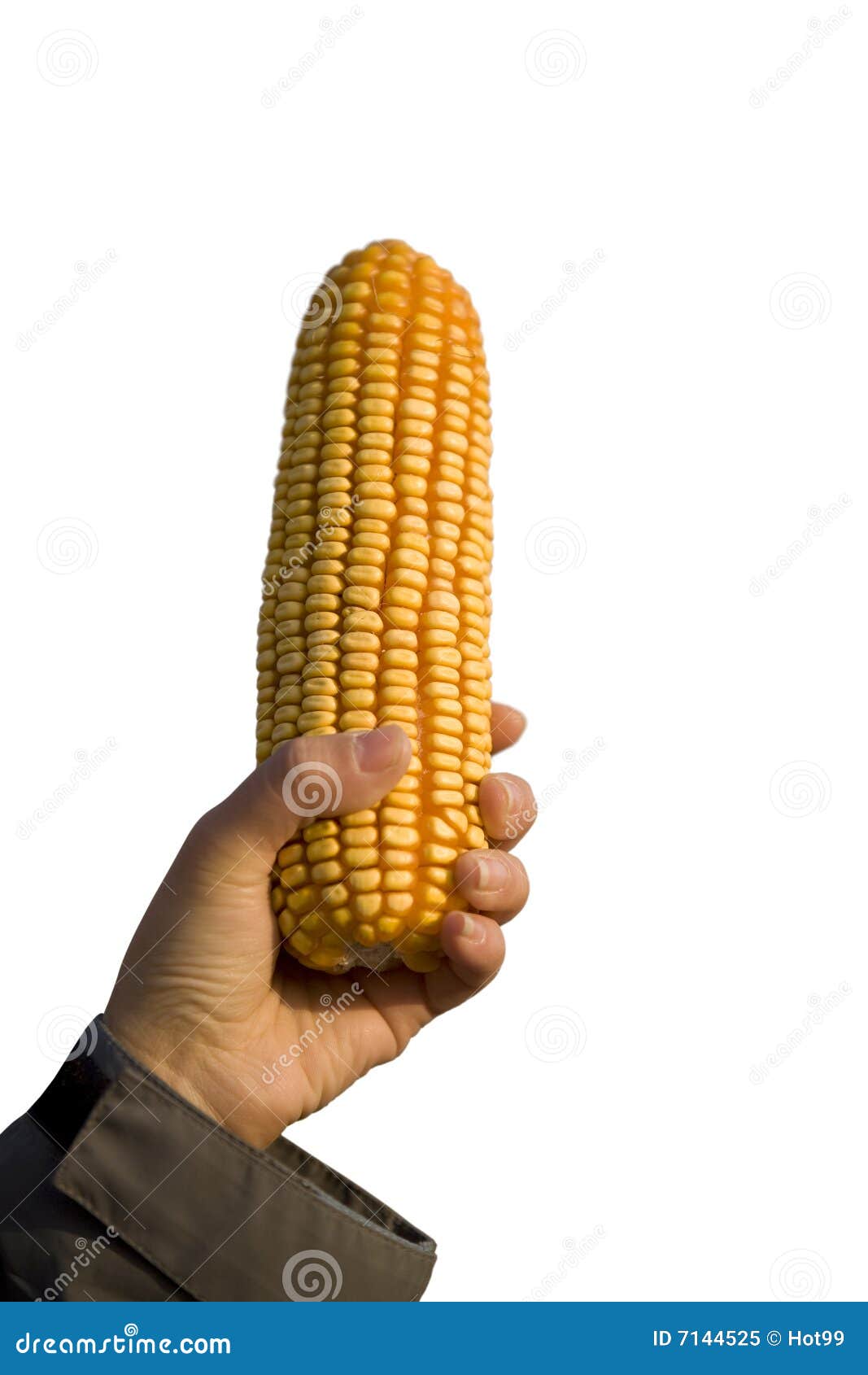 Corn isolated stock image. Image of fall, farm, harvest - 7144525