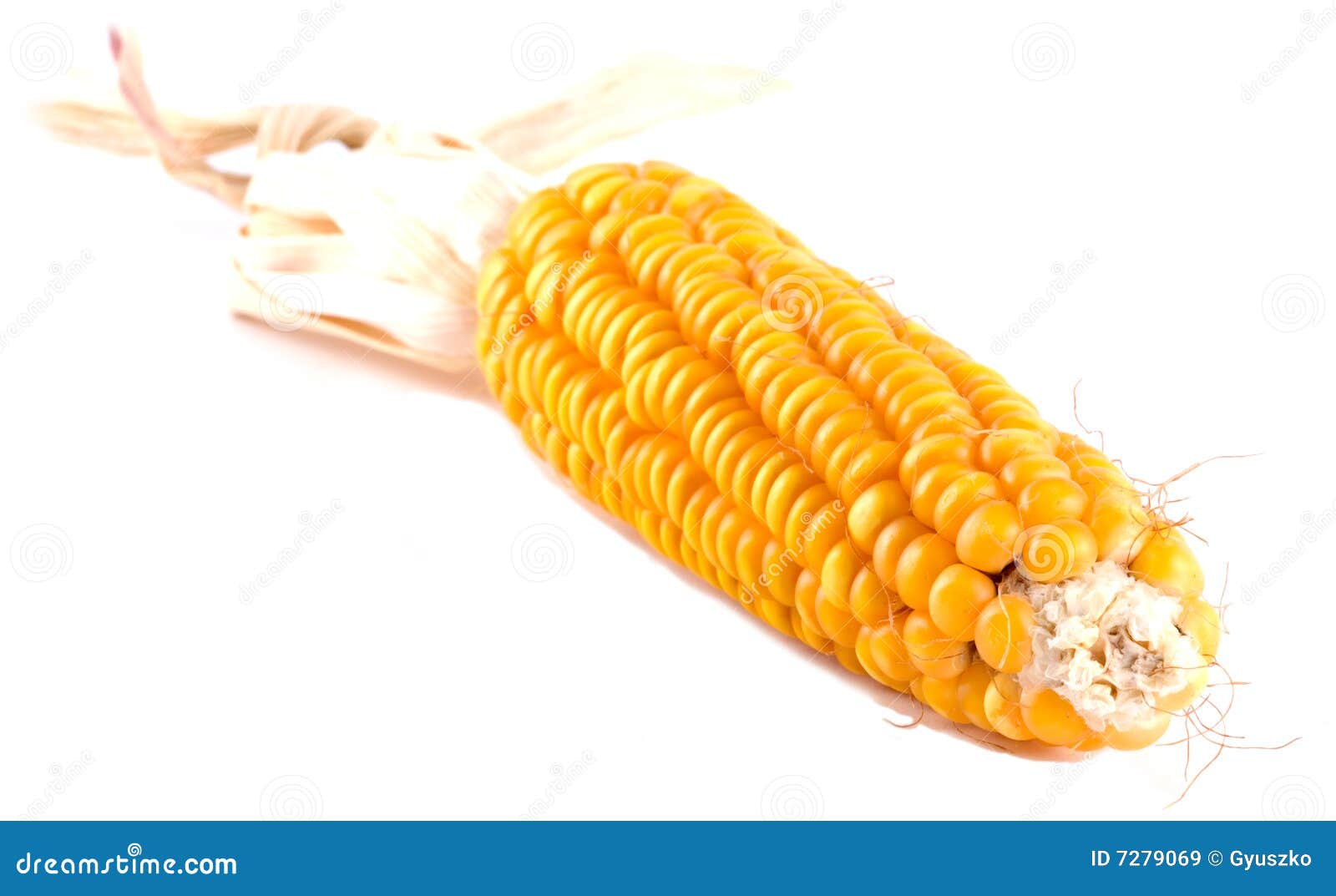 Corn isolated stock image. Image of cooking, healthy, crop - 7279069
