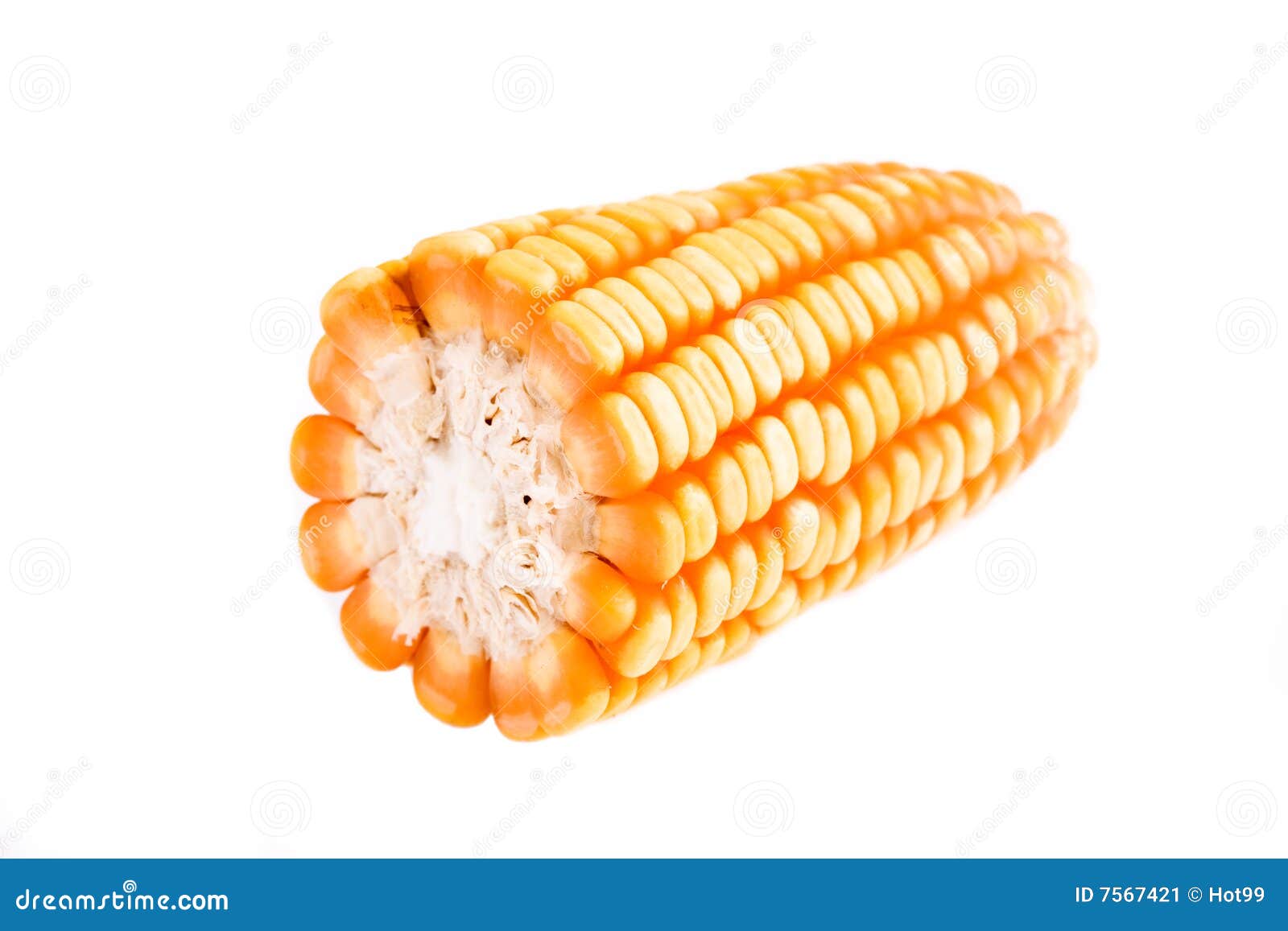 Corn isolated stock image. Image of fall, farm, corn, maize - 7567421