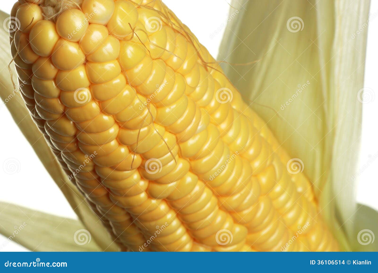Corn stock photo. Image of maize, macro, farm, mealie - 36106514