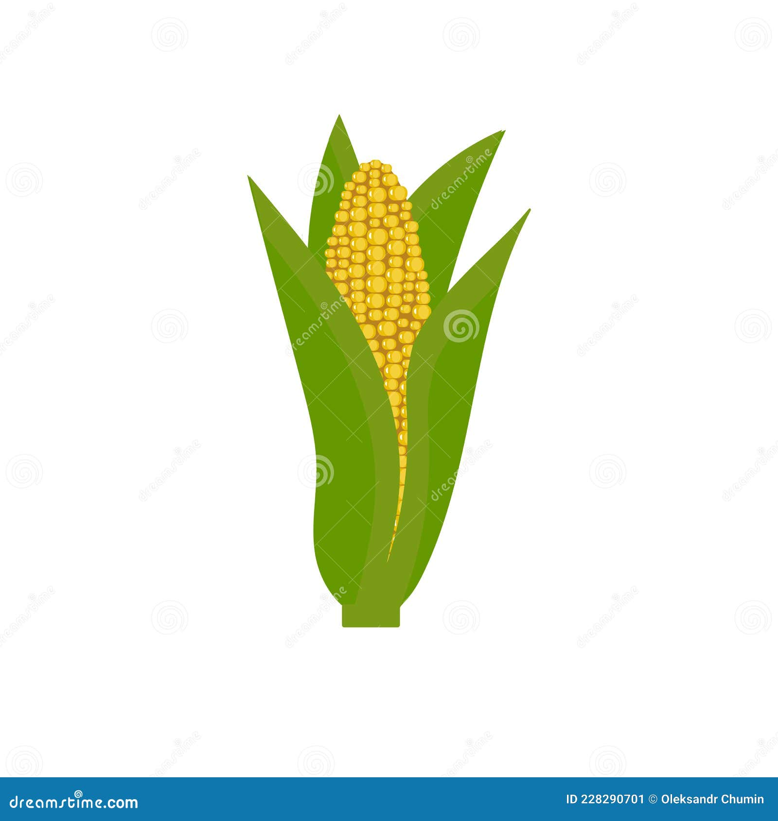 Corn Isolated. Vector Illustration of Maize Stock Vector - Illustration ...