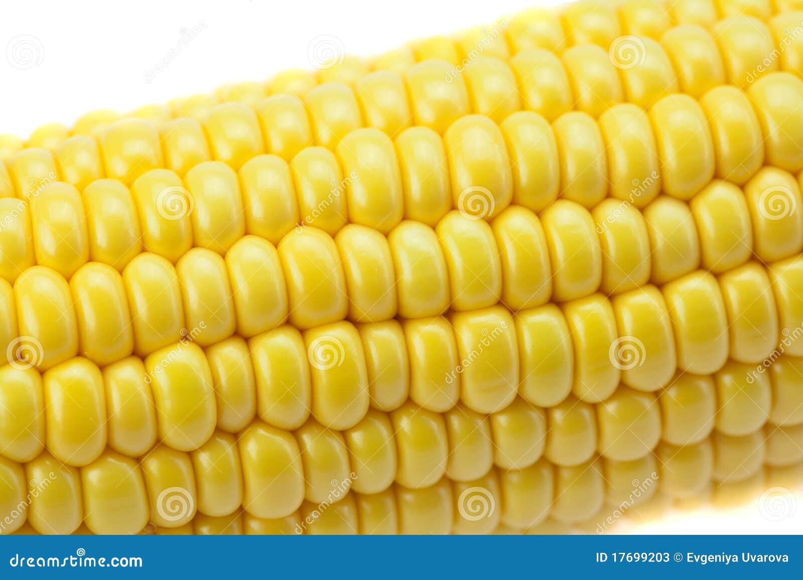 Corn is Isolated on a White Stock Image - Image of organic, group: 17699203