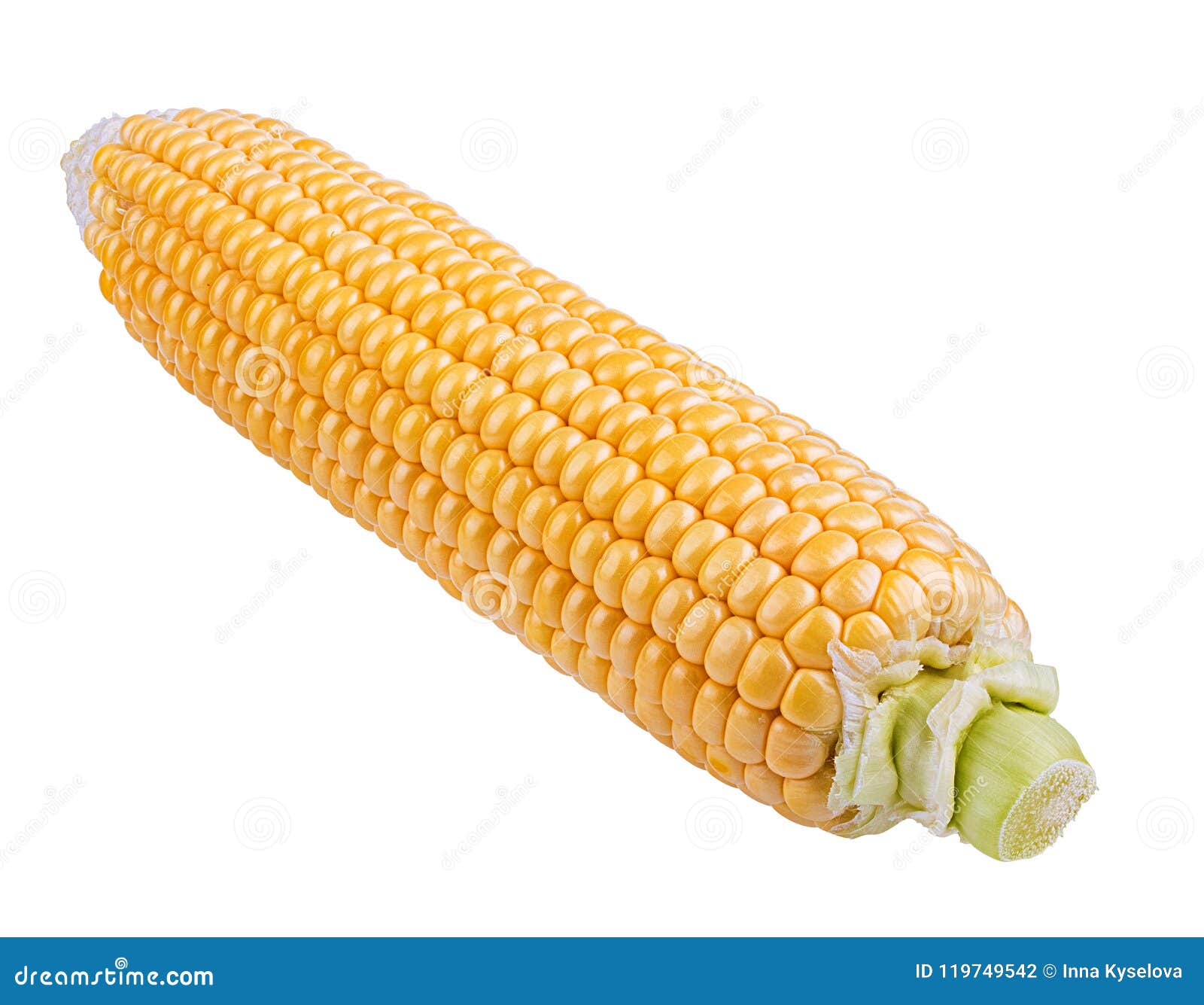 Corn isolated on white stock photo. Image of corn, natural - 119749542