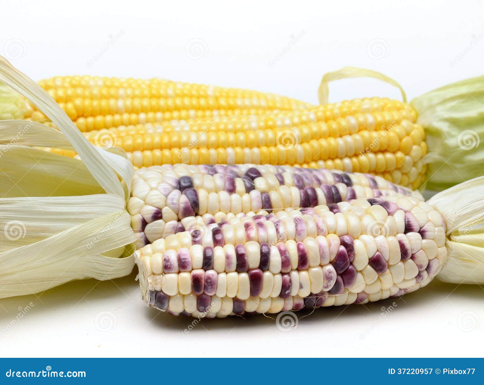 Corn isolated stock image. Image of natural, grain, nutrition - 37220957
