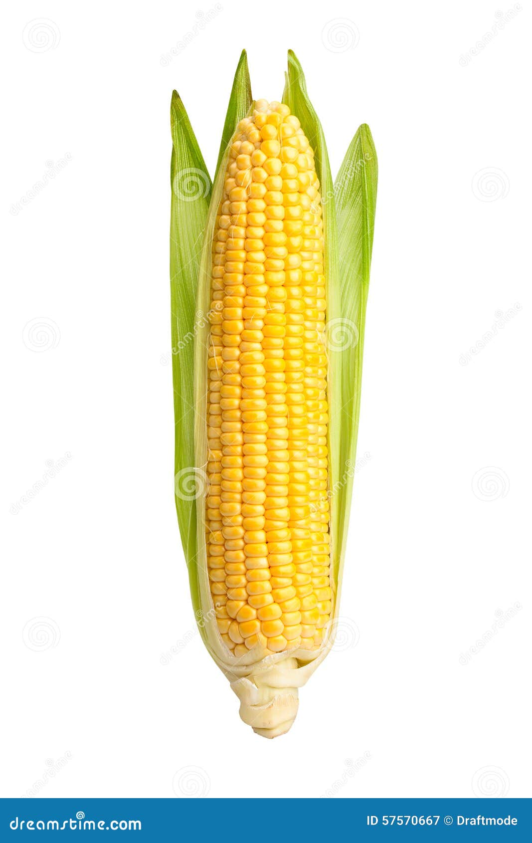 Corn stock image. Image of sweetcorn, background, white - 57570667