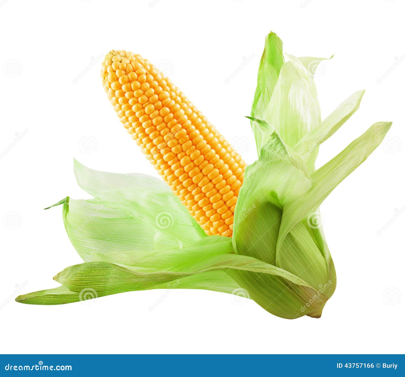 Corn isolated stock photo. Image of shot, ripe, healthy - 43757166