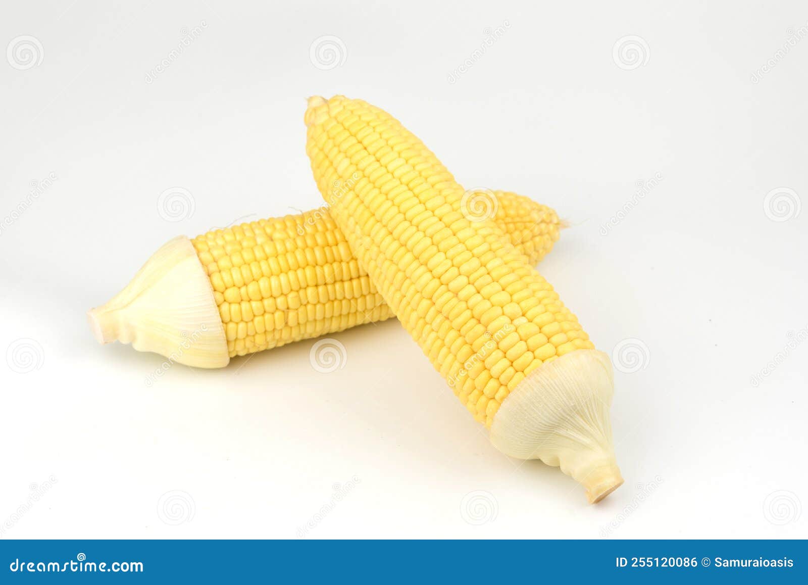 Fresh Corn Isolated on a White Background Stock Photo - Image of grain ...