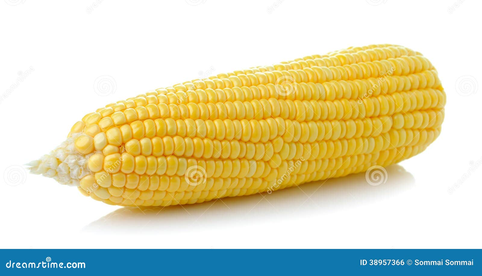 Corn Isolated on White Background Stock Photo - Image of green, food ...