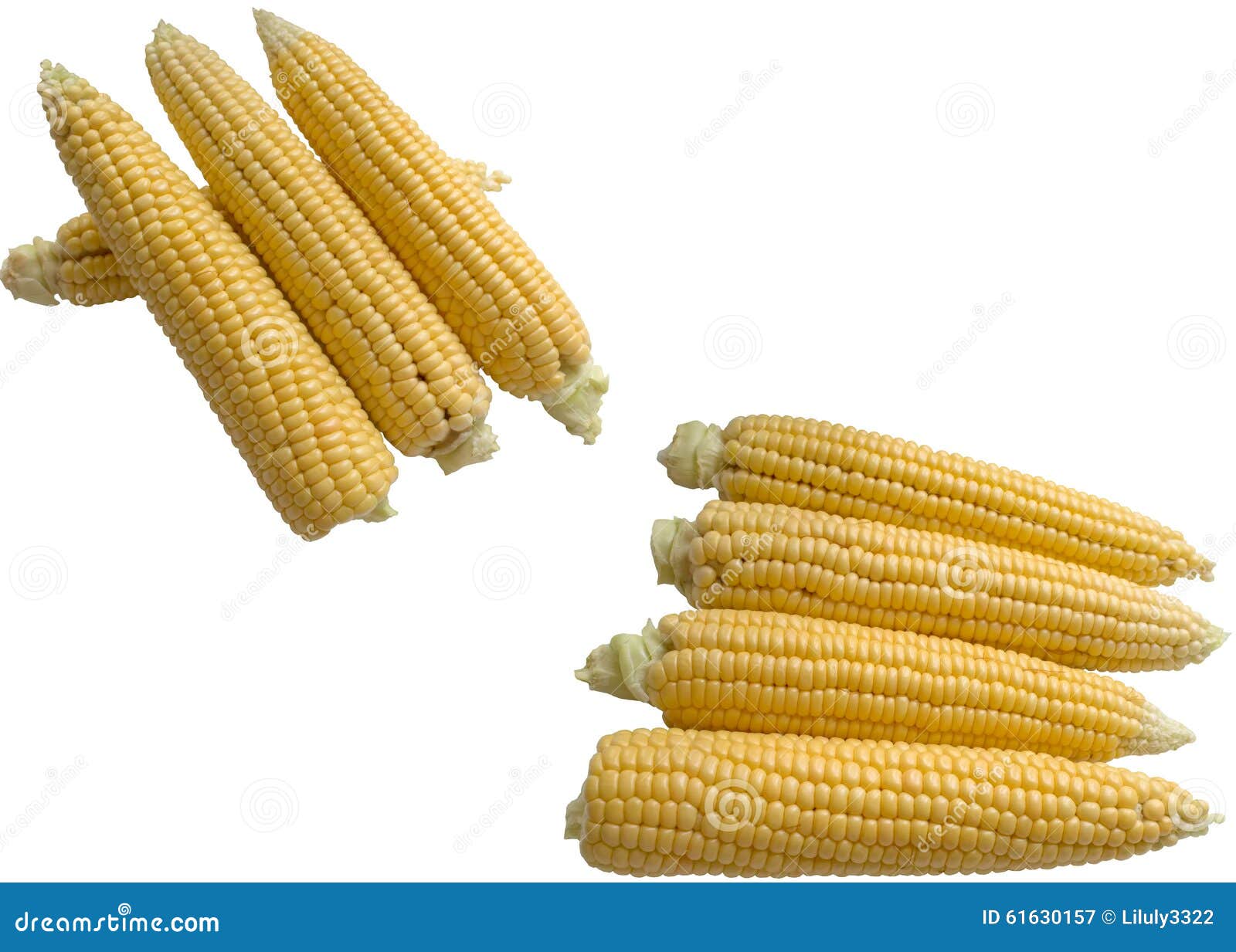 Corn Isolated on a White Background. Stock Image - Image of closeup ...