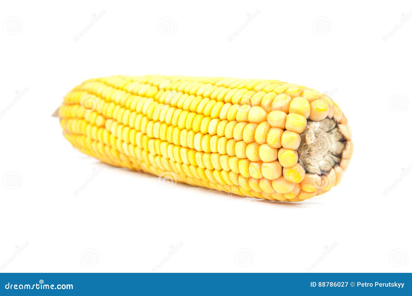 Corn isolated stock image. Image of plant, eating, agriculture - 88786027