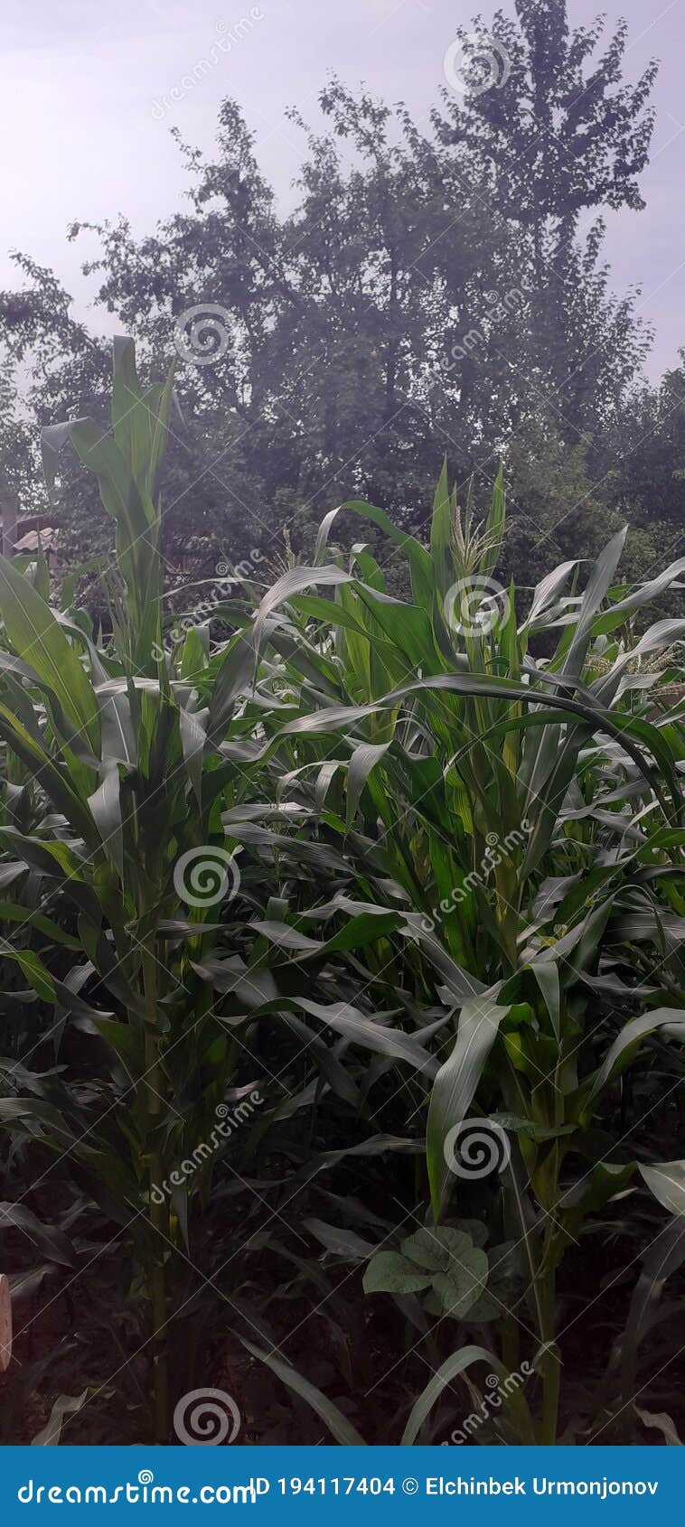 Corn Jungle , Many Green Corns Stock Photo - Image of green, corn ...