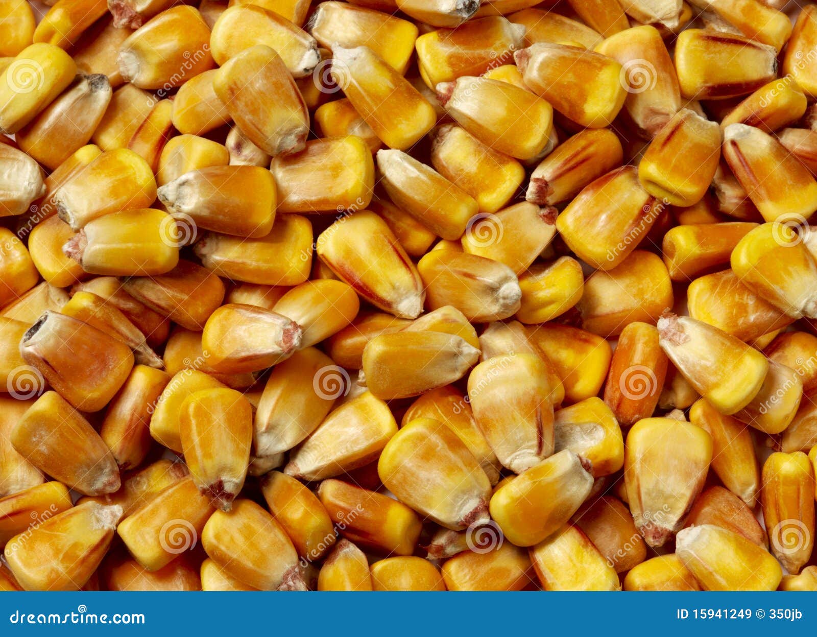 Corn kernals stock image. Image of texture, nutrition - 15941249