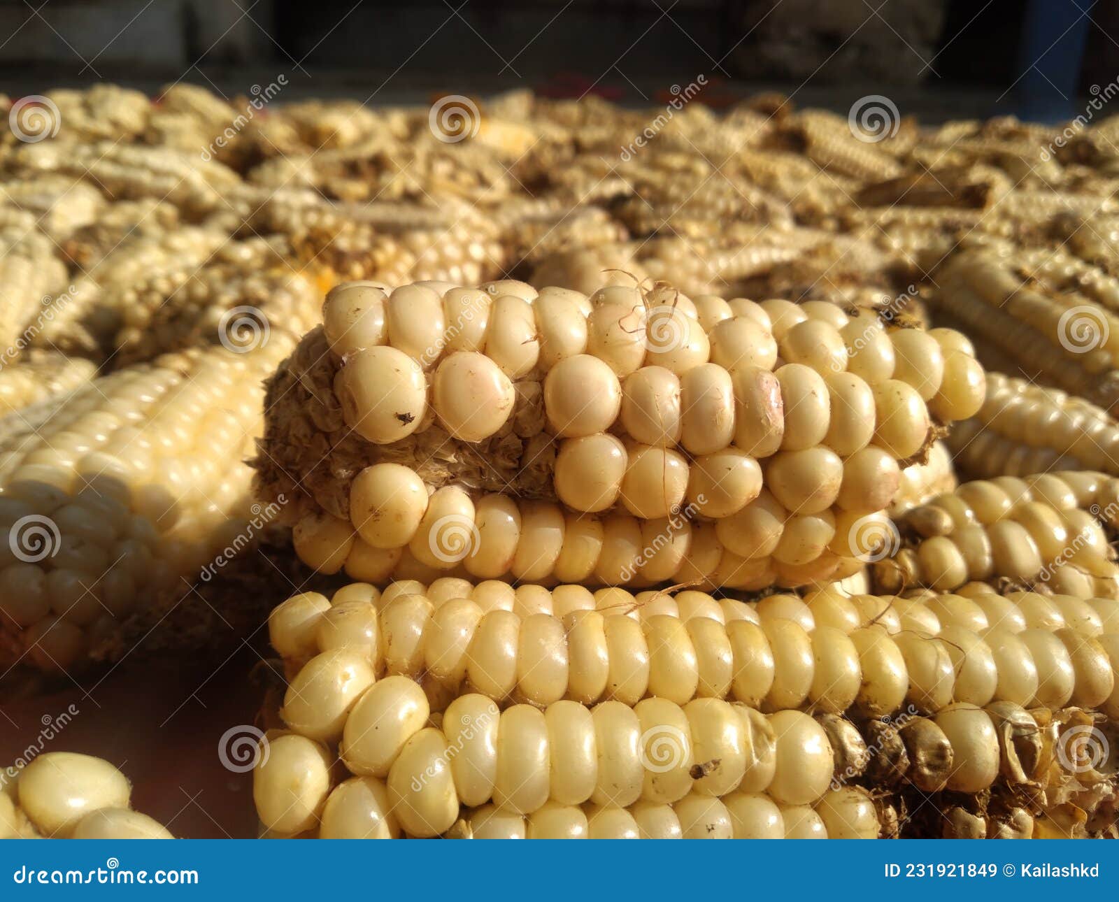 Corn kernel close up photo stock image. Image of crop - 231921849