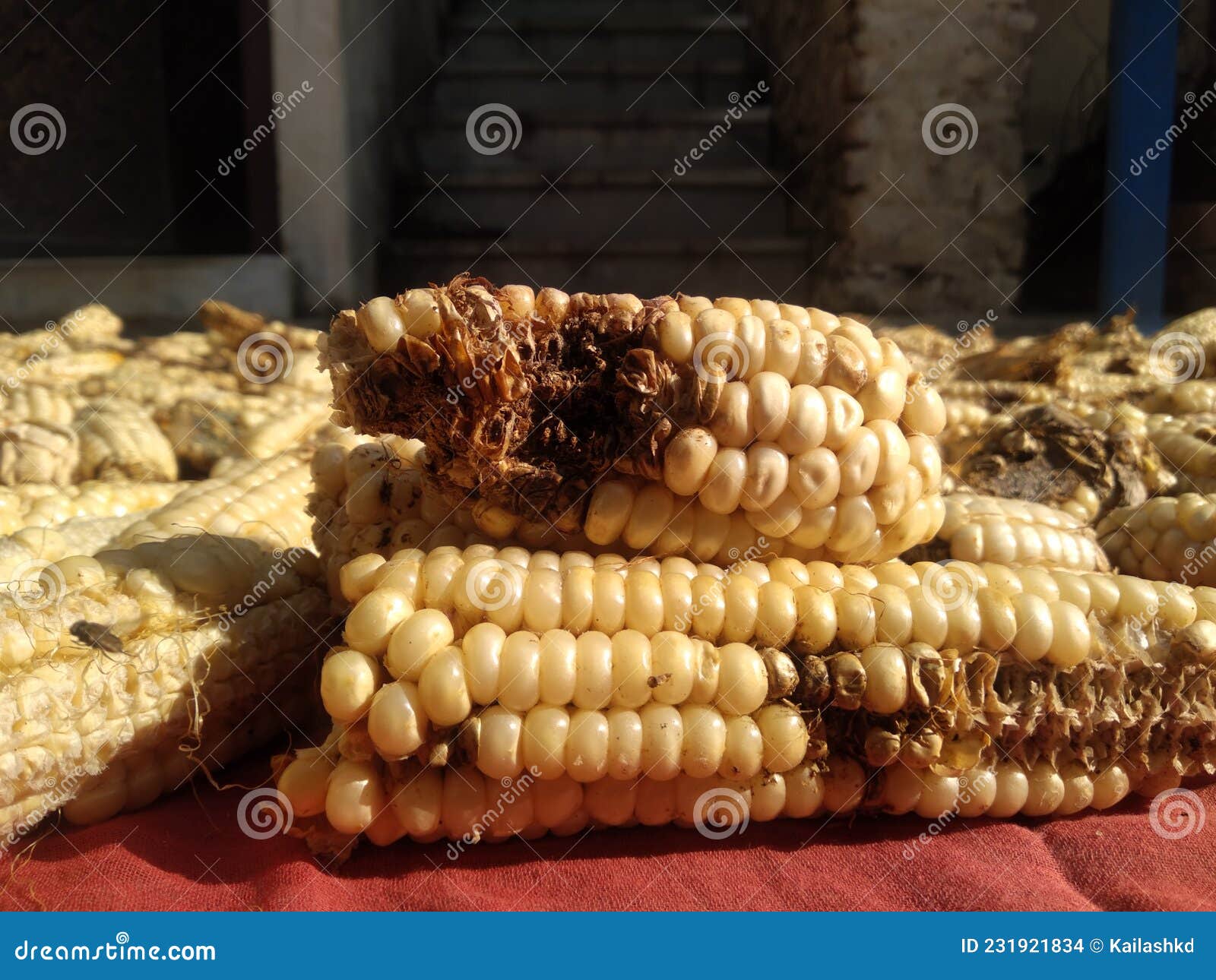 Corn Kernel Damage by Insects and Pest Stock Photo - Image of pest ...