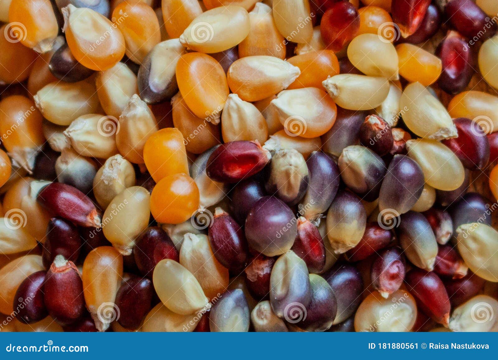 Corn Kernel Or Maize Kernel Of Sweetcorn Is Planting In The Soil ...