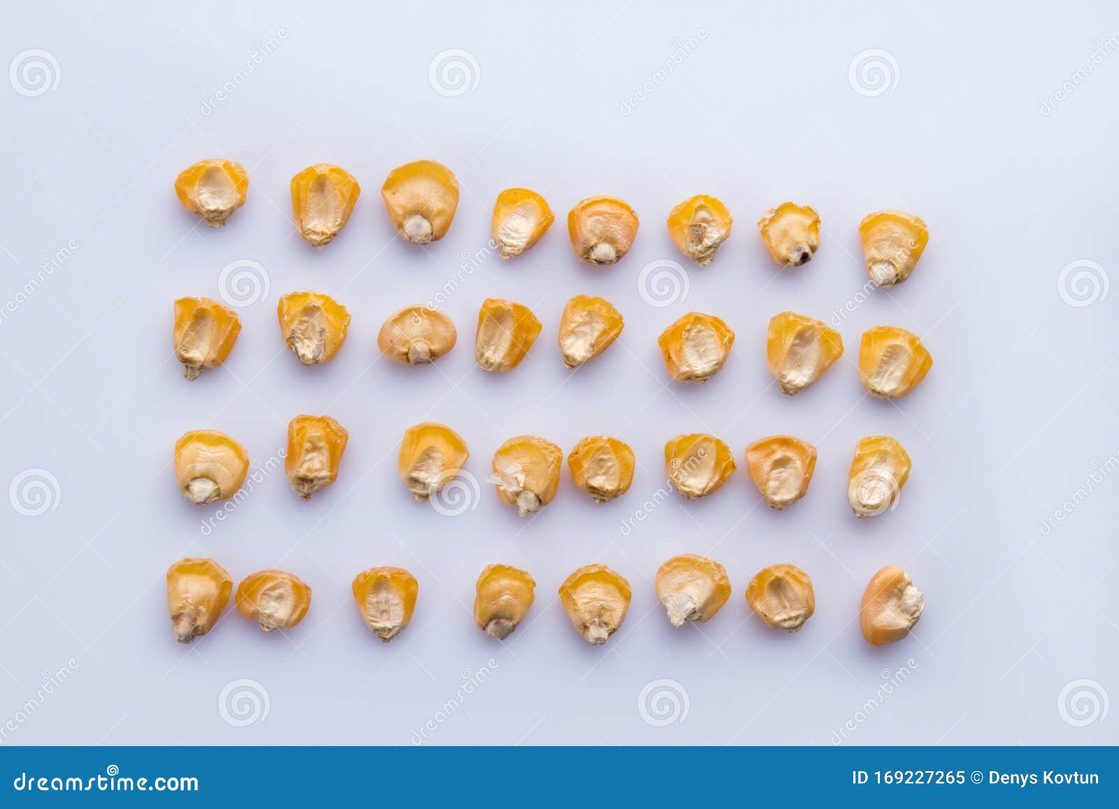 Corn Kernel Or Maize Kernel Of Sweetcorn Is Planting In The Soil ...