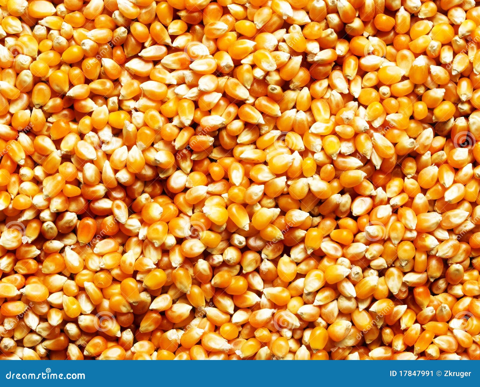 Corn kernels stock image. Image of vegetarian, maize - 17847991