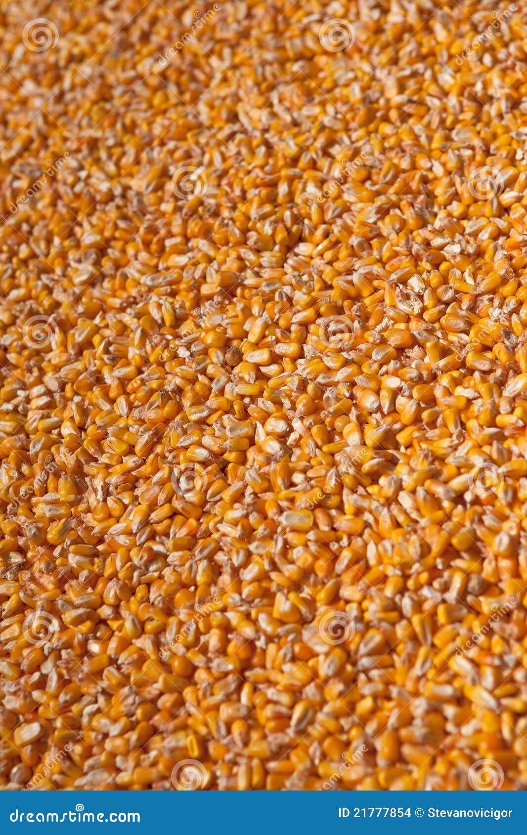 Corn kernels stock photo. Image of golden, nutrition - 21777854