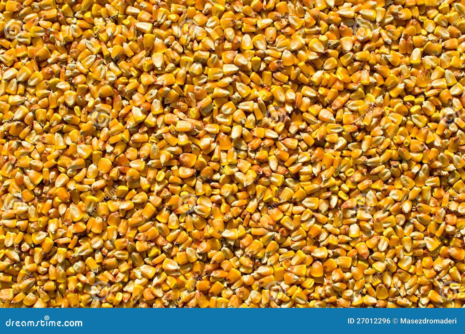 Corn Kernels Background Image Maize Stock Photo | CartoonDealer.com ...