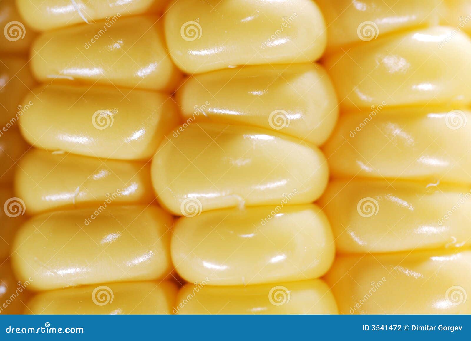 Corn Kernels stock photo. Image of fuel, summer, micro - 3541472