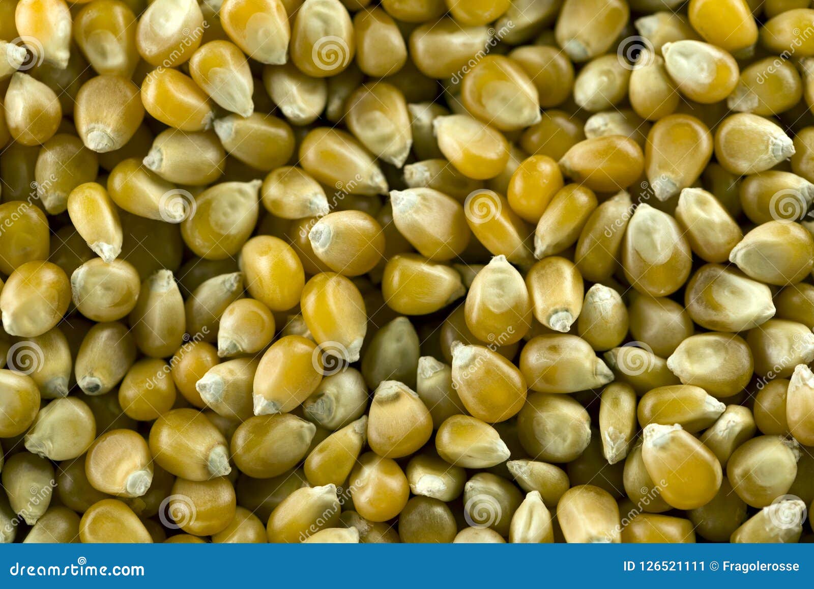 Corn kernels bio stock image. Image of ears, energy - 126521111