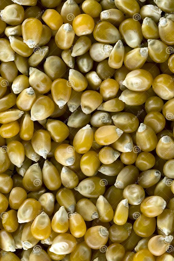 Corn kernels bio stock image. Image of fraise, flour - 126521277