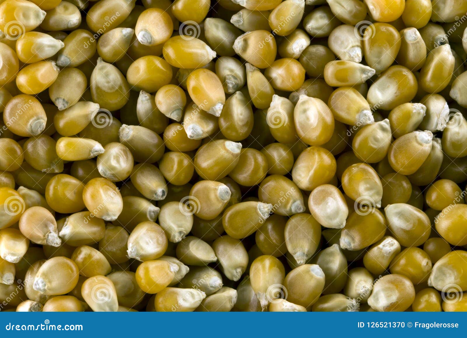 Corn kernels bio stock photo. Image of kernels, food - 126521370