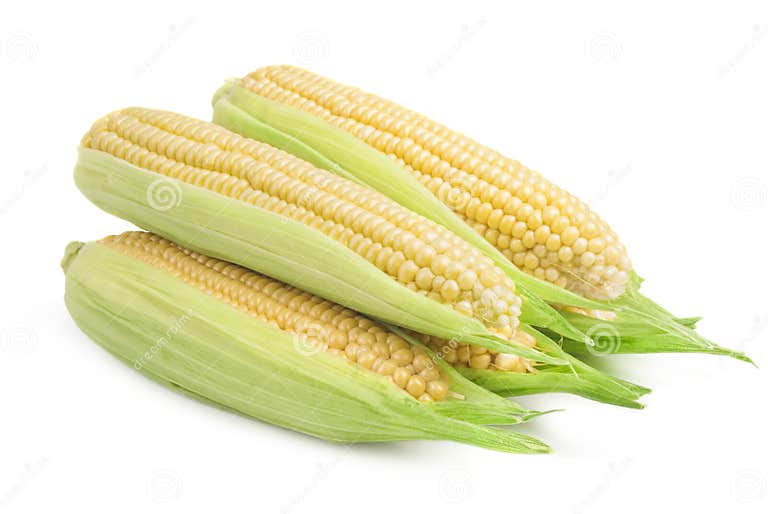 Corn Kernels on the Cob Close Up Stock Image - Image of autumn, crop ...