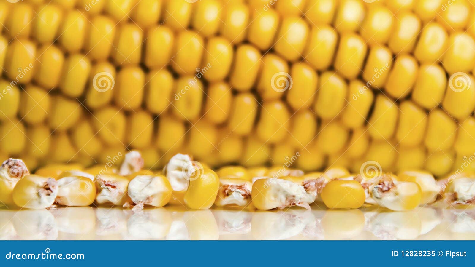 Corn Kernels Background Image Maize Stock Photo | CartoonDealer.com ...