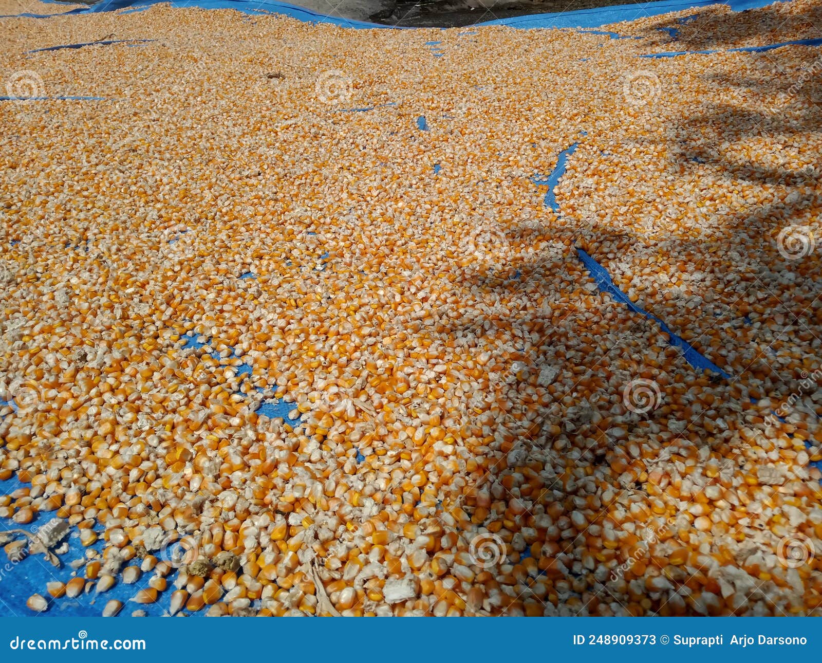 Corn Kernels are Dried on the Asphalt Road Stock Image - Image of dried ...